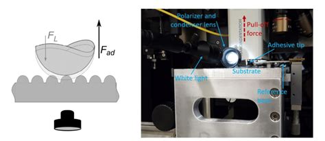 5 Left Schematic Of A Typical Pull Off Tests For Adhesion Force