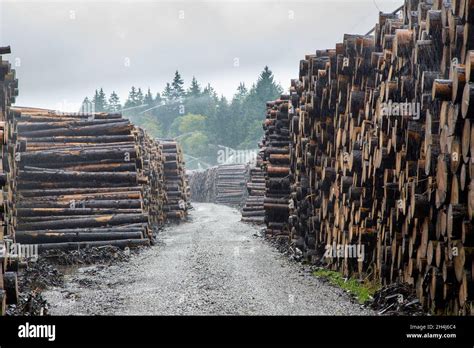 Storage For Timber With Artificial Irrigation To Preserve The Logs Stock Photo Alamy