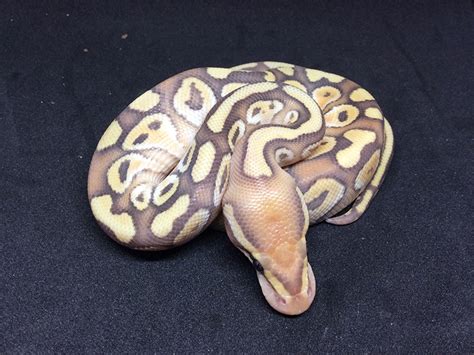 Morph List World Of Ball Pythons