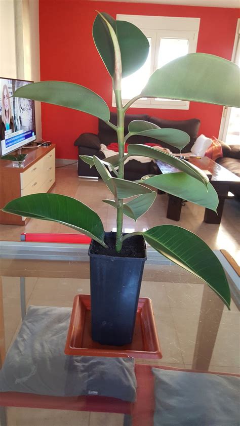 Ficus Elastica Ficus Elastica