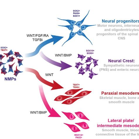 Diagram Showing The Key Signals Treatments Shown To Direct Adherent Download Scientific Diagram