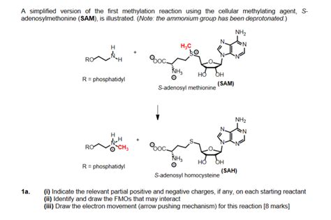 Solved A Simplified Version Of The First Methylation