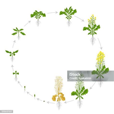 삶의 유채 주기 오일시드 플랜트 라운드 성장 단계 성장하는 기간 단계 브라시카 나푸스 수확 애니메이션 진행 벡터 인포그래픽 집합입니다 식물에 대한 스톡 벡터 아트 및 기타