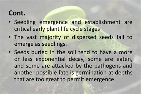 Seedling Functional Type PPT