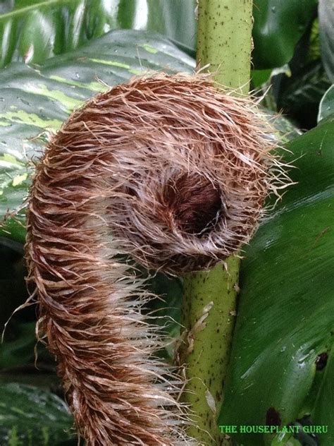 Check Out These Amazing Hairy Plants Up Close And Personal The