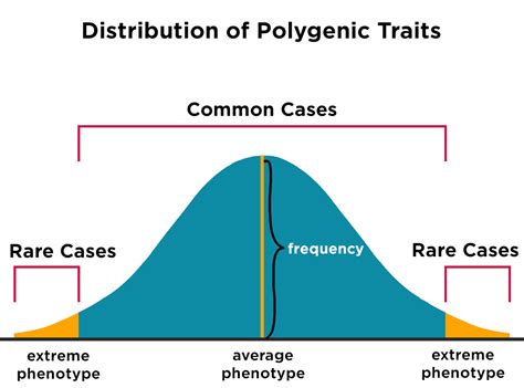 Polygenic — Definition And Examples Expii