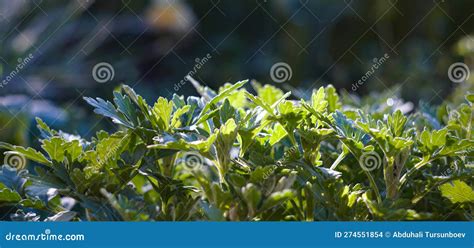 Small Leafy Plants Stock Photo Image Of Environment