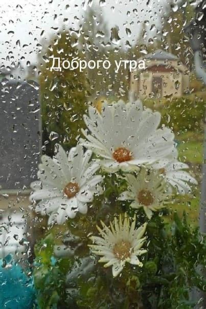 Пин на доске нине в 2024 г Дождливое утро Доброе утро Розовые