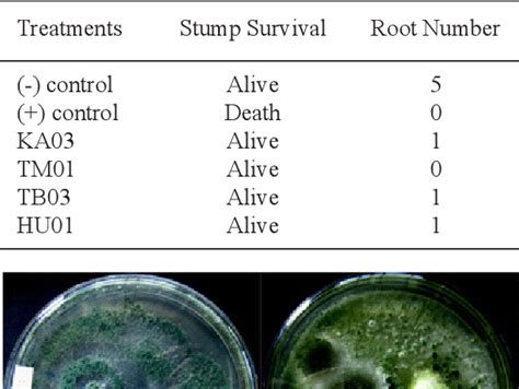 Figure 1 From An Assay On Potential Of Local Trichoderma Spp To Control White Root Rot Disease