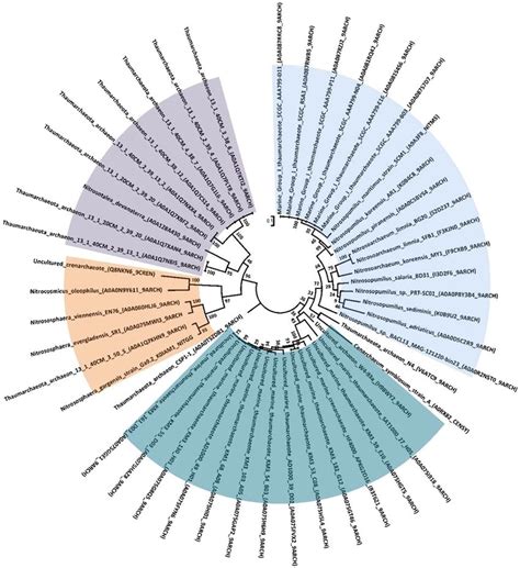 Phylogenetic Reconstruction Of Protein Sequences Found With Our Download Scientific Diagram
