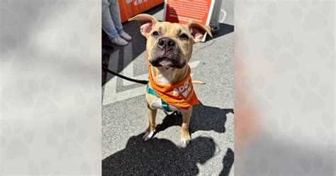 Aster Aspca