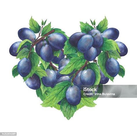 자두와 가지의 심장 녹색 잎과 과일이있는 수채화 매실 나무 가지 0명에 대한 스톡 벡터 아트 및 기타 이미지 0명 개체 그룹 건강한 생활방식 Istock