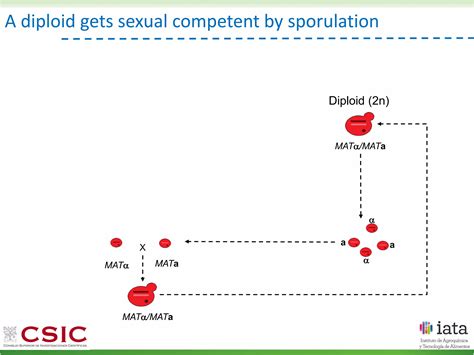 Reticulate Evolution In Yeasts And Its Industrial Applications Ppt