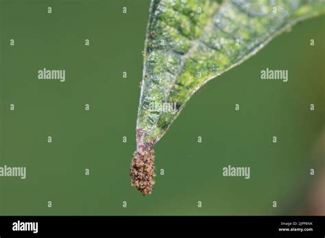 Tetranychus Urticae Red Spider Mite Or Two Spotted Spider Mite Is A