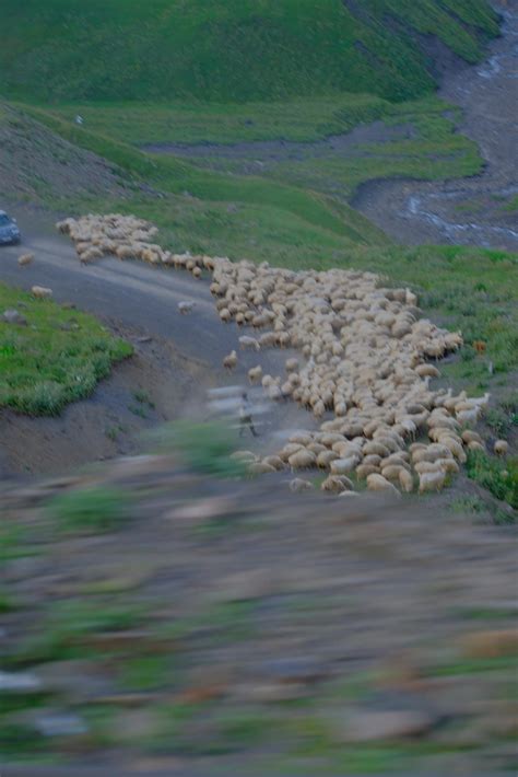 Traveller • მოგზაური