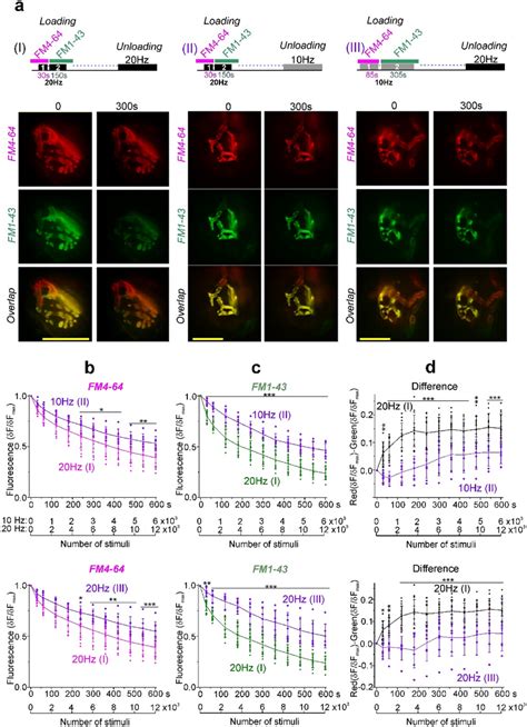 comparisons of fm dye unloading kinetics a top experimental protocols download scientific
