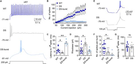 Nrt Neuron Excitability Is Altered In Ds Mice A Representative Traces Download Scientific
