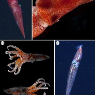 Still Frames Of Histioteuthis Heteropsis From In Situ Rov Video A