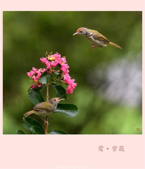 缝叶长尾莺紫薇摄影图片生态摄影 故乡明月 太平洋电脑网摄影部落