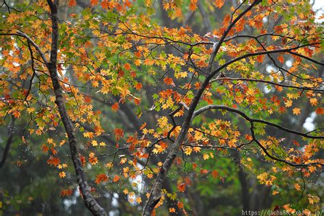晩秋スケッチ いろいろな紅葉 但馬写真日和