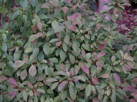 Dwarf Fragrant Viburnum Viburnum Farreri Nanum The Country Barn