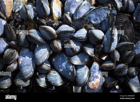 A Look At Life In New Zealand Abundant Seafood Edible Seaweeds And