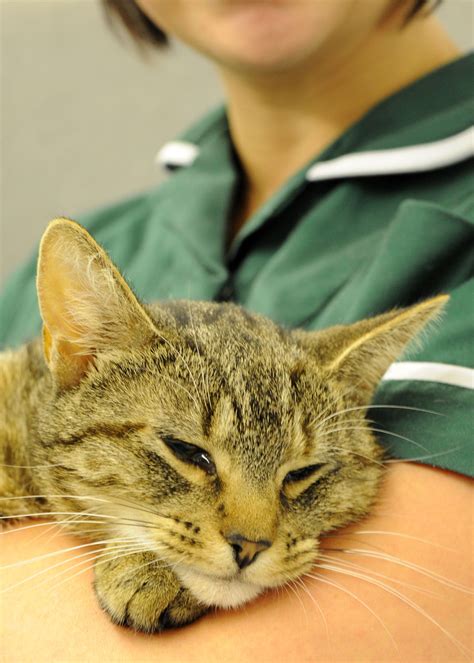 Vitamin E Deficiency Symptoms In Cats At Jose Huggins Blog