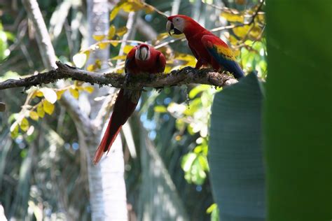 コンゴウインコ 鳥の写真ほか
