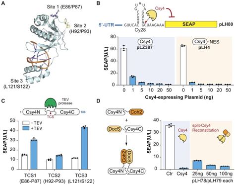 A Trigger Inducible Split Csy4 Architecture For Programmable Rna Modulation Pmc A Trigger Inducible Split Csy4 Architecture For Programmable Rna Modulation Pmc