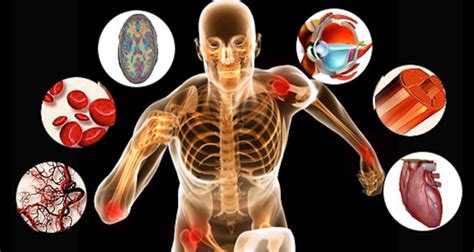 Будова людини — анатомія внутрішніх органів