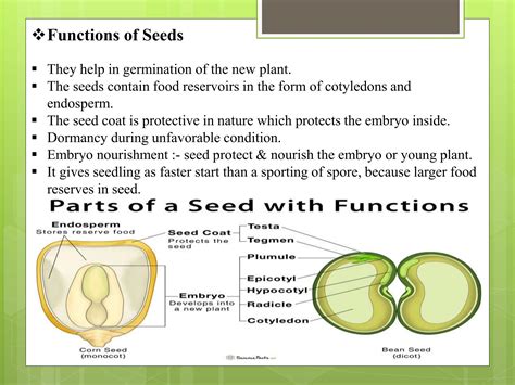 Importance Of Seed Seed Structure Function Pptx