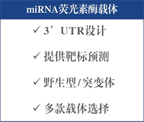 Mirna荧光素酶报告载体