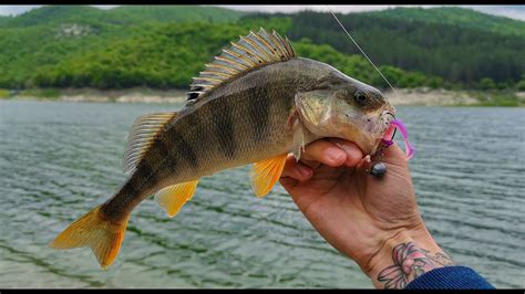 თევზაობა ალგეთის წყალსაცავზე Ligiowithyou ერთად 🎣 ფარგა და ქორჭილები ხელოვნურ და ცოცხალ