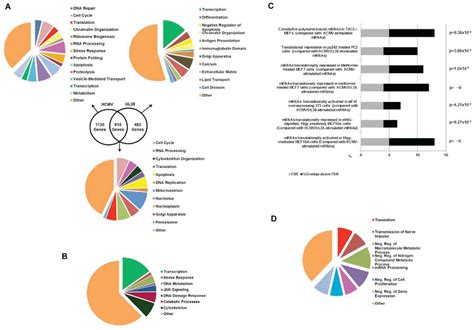 Figure 2 From Global Reprogramming Of The Cellular Translational Landscape Facilitates