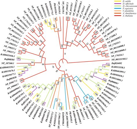 The Ml Phylogenetic Tree Of Cnl Genes Cnl Genes Are Mainly Divided Download Scientific Diagram