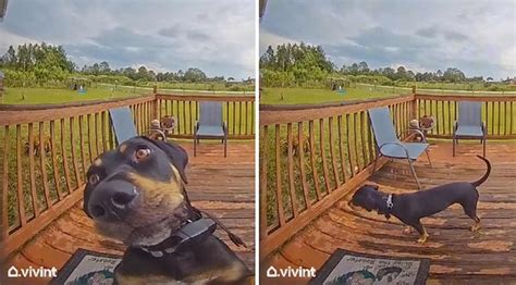 Dog Reacts Adorably When She Rings Doorbell And Realizes Someone Is At