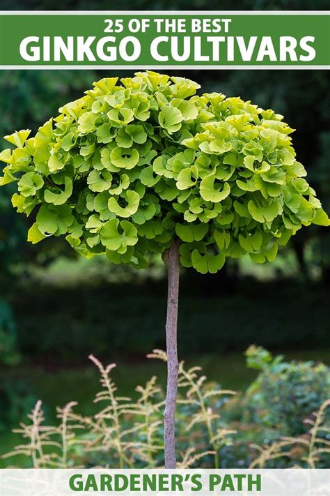 25 Of The Best Ginkgo Biloba Cultivars For Your Landscape Artofit