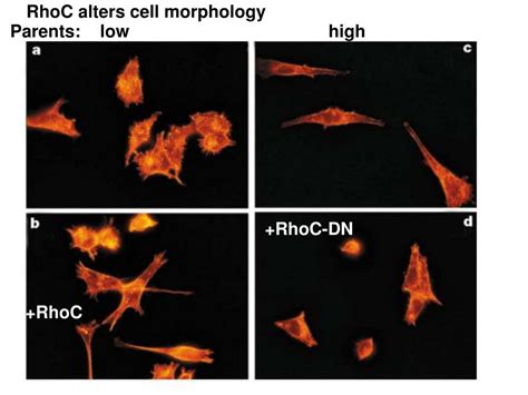 Ppt Lecture 8 Functional Genomics Gene Expression Profiling Using Dna Microarrays Part Ii