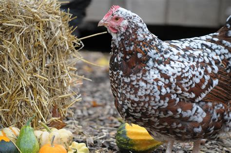 How To Prevent Worms In Chickens Naturally The Pioneer Chicks