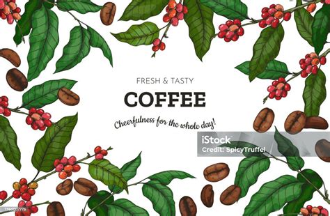 커피 콩은 배경이 새겨져 있습니다 잎과 씨앗손으로 뽑은 가지 레스토랑 과 카페테리아 상점 메뉴 프레임 단풍 스케치 및 텍스트 식물 경계 벡터 일러스트레이션 곡초류에 대한