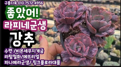 좋았어 비욘세무지개금 And 라피네군생 강추강추 💥수련 라탐철화 파나메라군생 너무 좋아요💥 ~구름다육 01075724956 Youtube