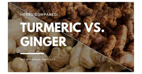 Turmeric Vs Ginger Similarities And Differences Explained The