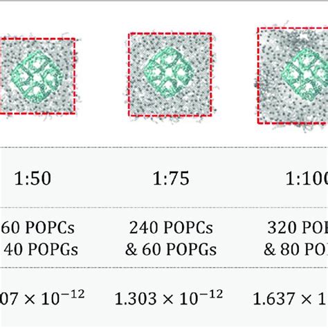 Molecular Dynamics Simulation Models Four Models Were Constructed With