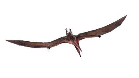 Jurassic World Pteranodon Render 5 By Tsilvadino On Deviantart