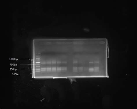 Team SYSU Software Igem Org
