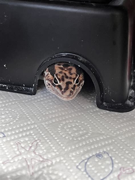 Milu Object Detection Dataset And Pre Trained Model By Polyu Project