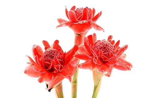 Torch Ginger Background Images Hd Pictures And Wallpaper For Free Download Pngtree