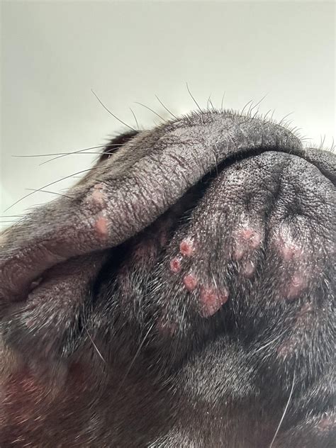 Can Anyone Give Some Advice My Frenchie Is Getting These Spots Under Her Chin And Something On