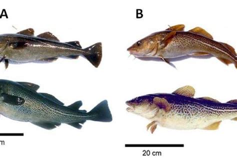 Atlantic Cod Fish