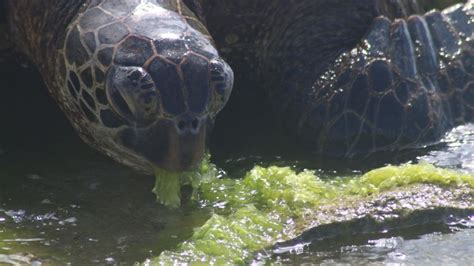 Sea Turtle Diet What Do Sea Turtles Like To Eat The Turtle Hub